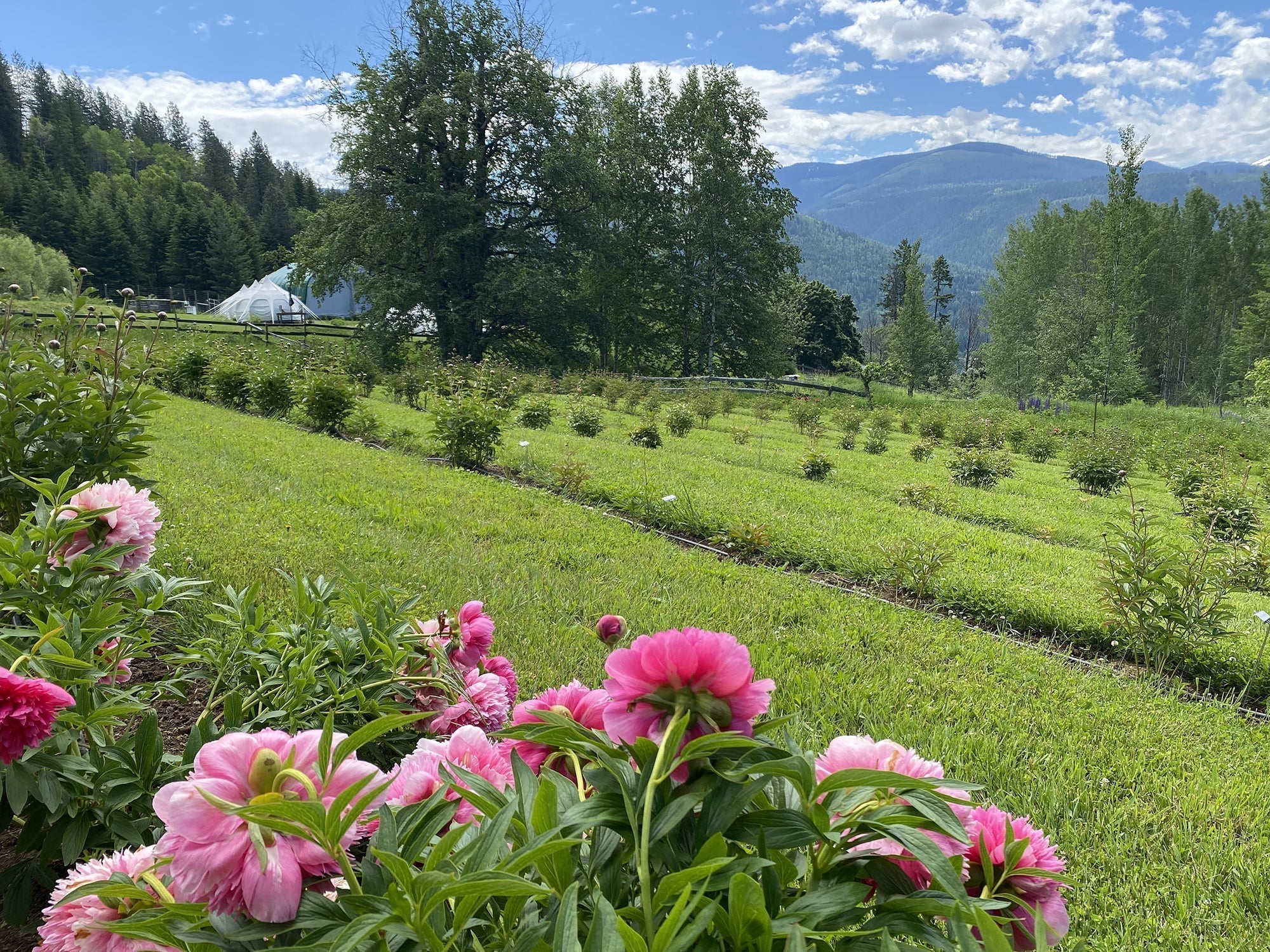 Peony Farm Tour – Dutch Girl Peonies (Division of Bear Spring ...