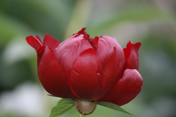 Red Peonies – Tagged "Root Division"– Dutch Girl Peonies (Division of ...