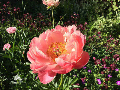 Dutch Girl Peonies - Peony farm in Beasley, BC
