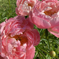 Dutch Girl Peonies - Peony farm in Beasley, BC