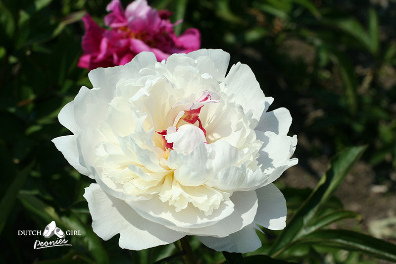 Solange – Dutch Girl Peonies (Division of Bear Spring Enterprises, Ltd.)