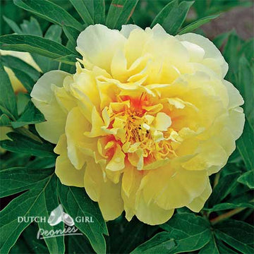 Dutch Girl Peonies - Peony farm in Beasley, BC