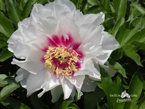Dutch Girl Peonies - Peony farm in Beasley, BC
