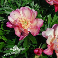 Dutch Girl Peonies - Peony farm in Beasley, BC